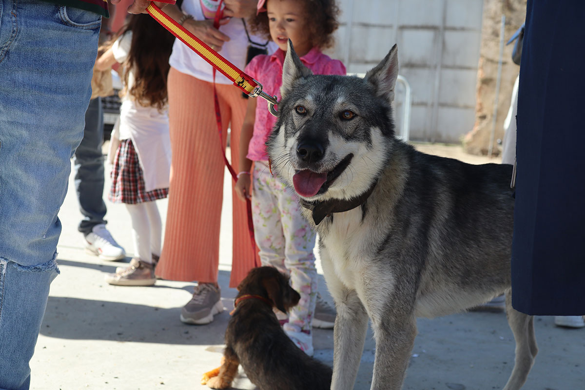 The National Dog and Hunting Fair - Turismo Ambroz-Cáparra